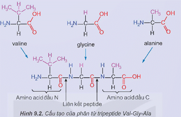 Giải Hoá học 12 kết nối: Bài 9 Amino acid và peptide
