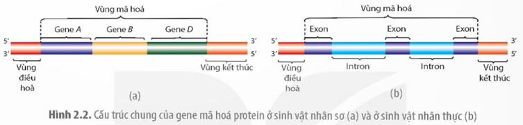 Giải Sinh học 12 kết nối: Bài 2 Gene, quá trình truyền đạt thông tin di ...