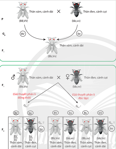 Giải Sinh học 12 chân trời: Bài 8 Các quy luật di truyền của Morgan và ...