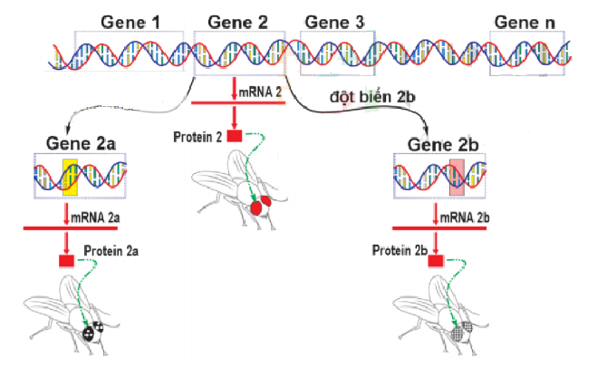 Trắc nghiệm đúng sai KHTN 9 kết nối: Bài 41 Đột biến gene