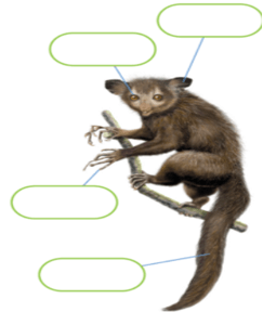 Giải tiếng anh 6 Explore English: Unit 2 Monkeys are amazing!